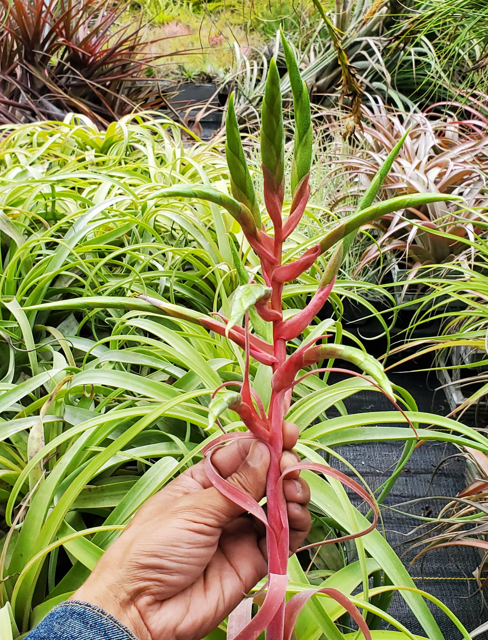 Tillandsia rothii x streptophylla – Tillandsia In Hawaii